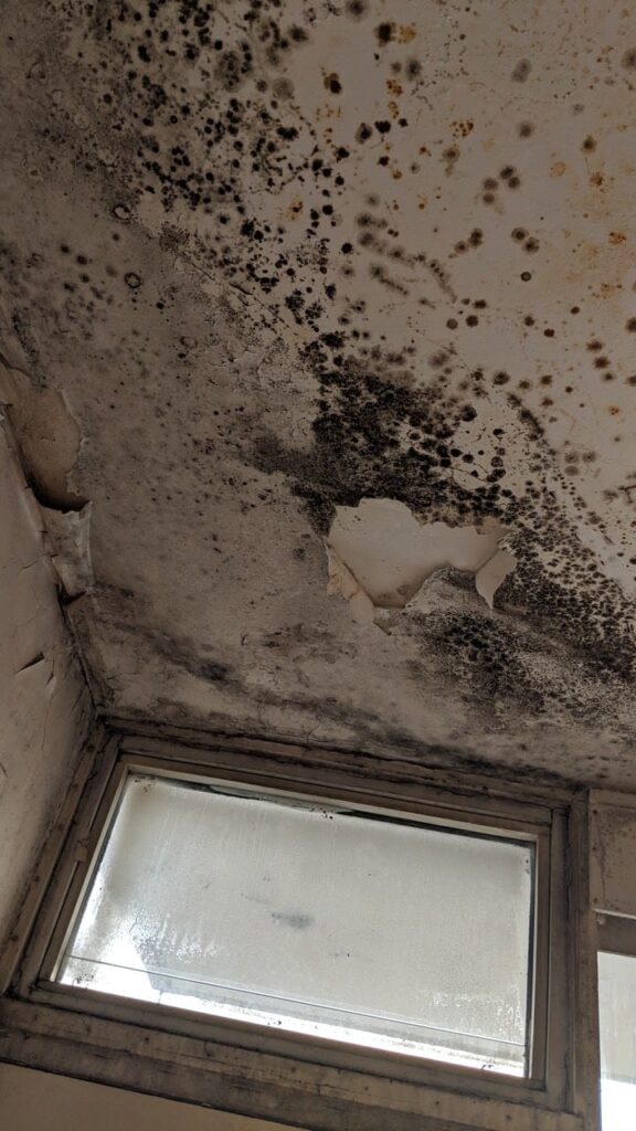 Mold VS Mildew – What’s the difference? - All Clear Environmental